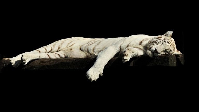 Best Tiger Prints Photography (2026)